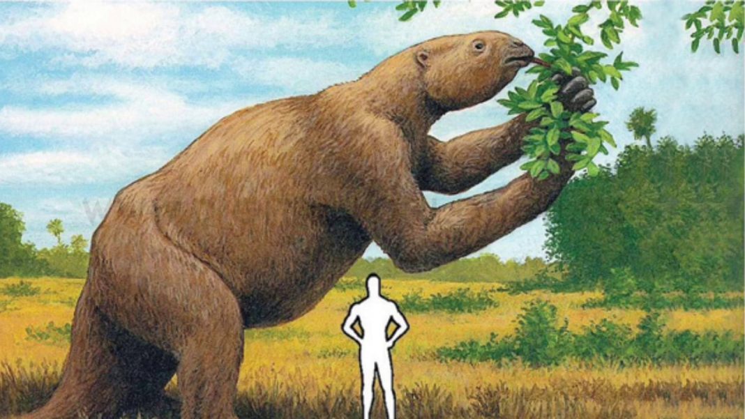 Footprints Clues Humans Hunted Giant Sloths | Digital World Hub