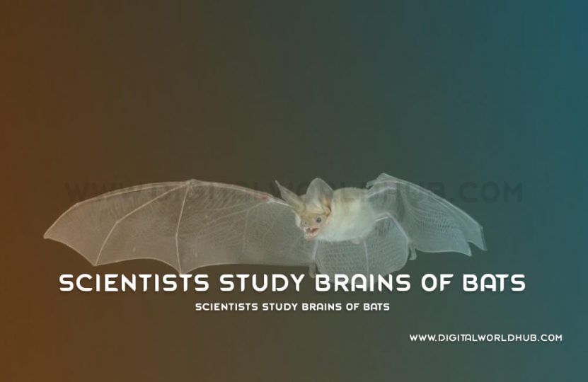 Scientists Study Brains Of Bats | Digital World Hub